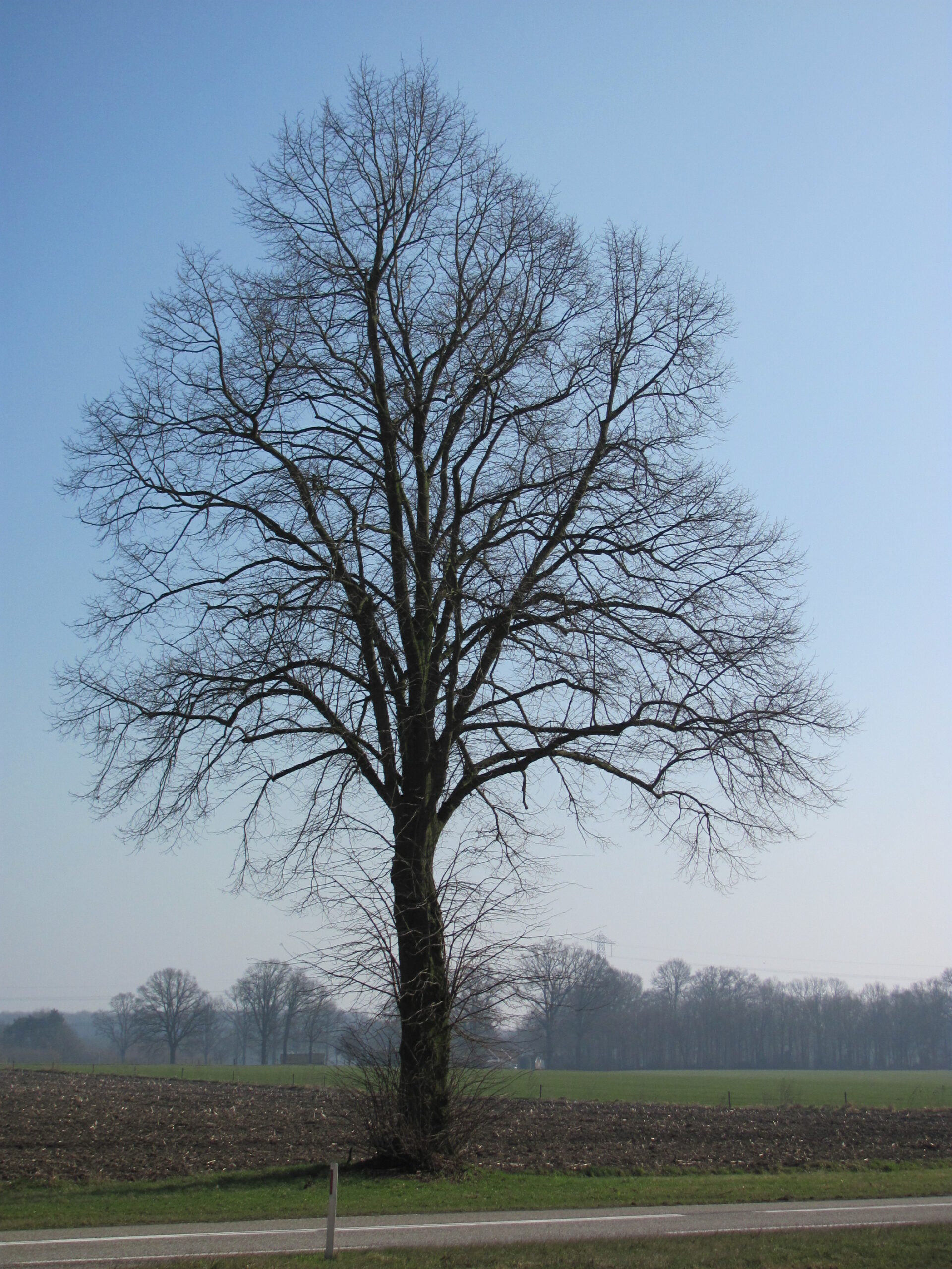 Linde: ’s zomers niet te missen, ’s winters incognito - De Boominspecteurs